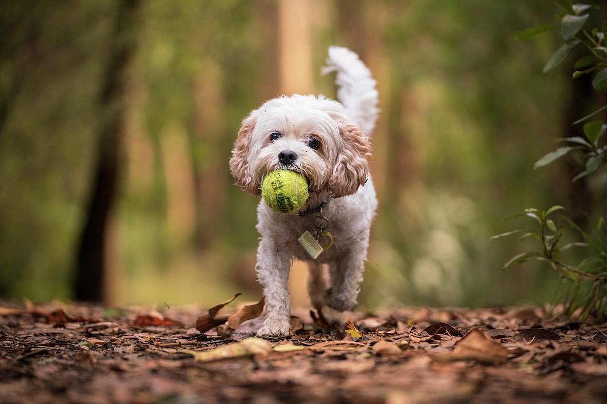 Chris Gin Photography - Dodo the dog
