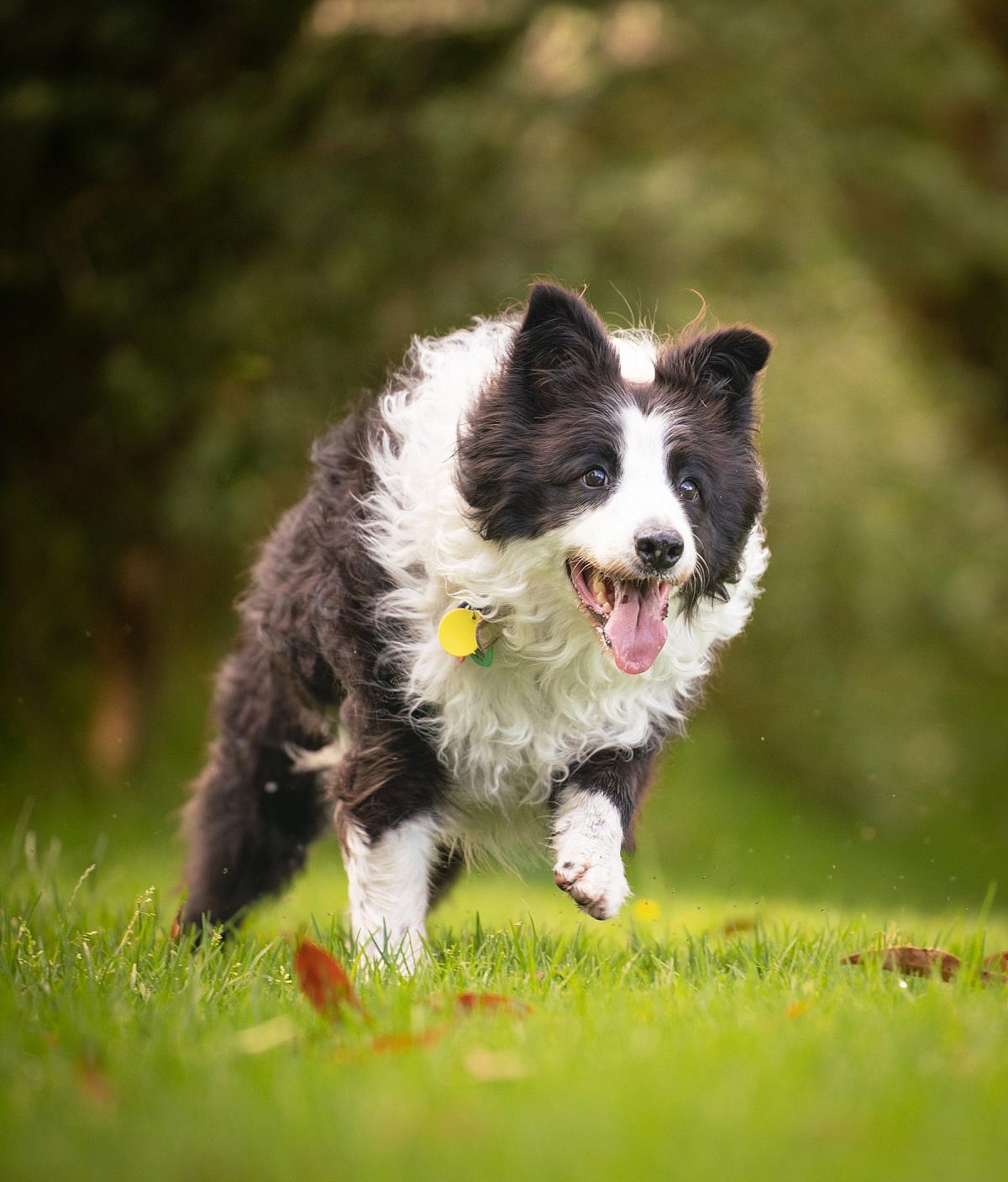 Chris Gin Photography - Dodo the dog